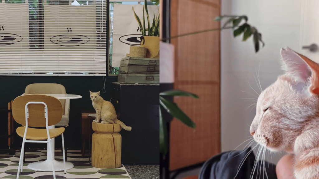 Best 11 Pet Cafes in Penang 2026 - Penanglicious